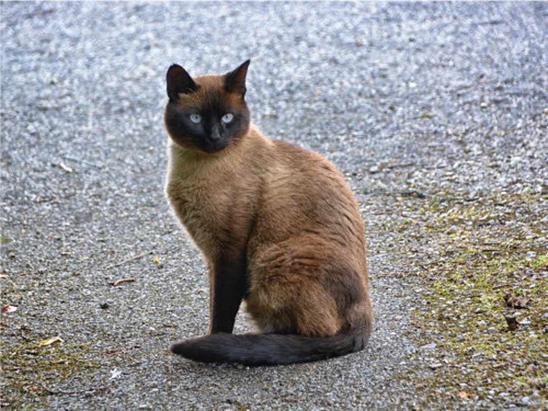 Siamese Cat Outside Ready to Run Cat Poster Print Paper OR Wall Vinyl ...
