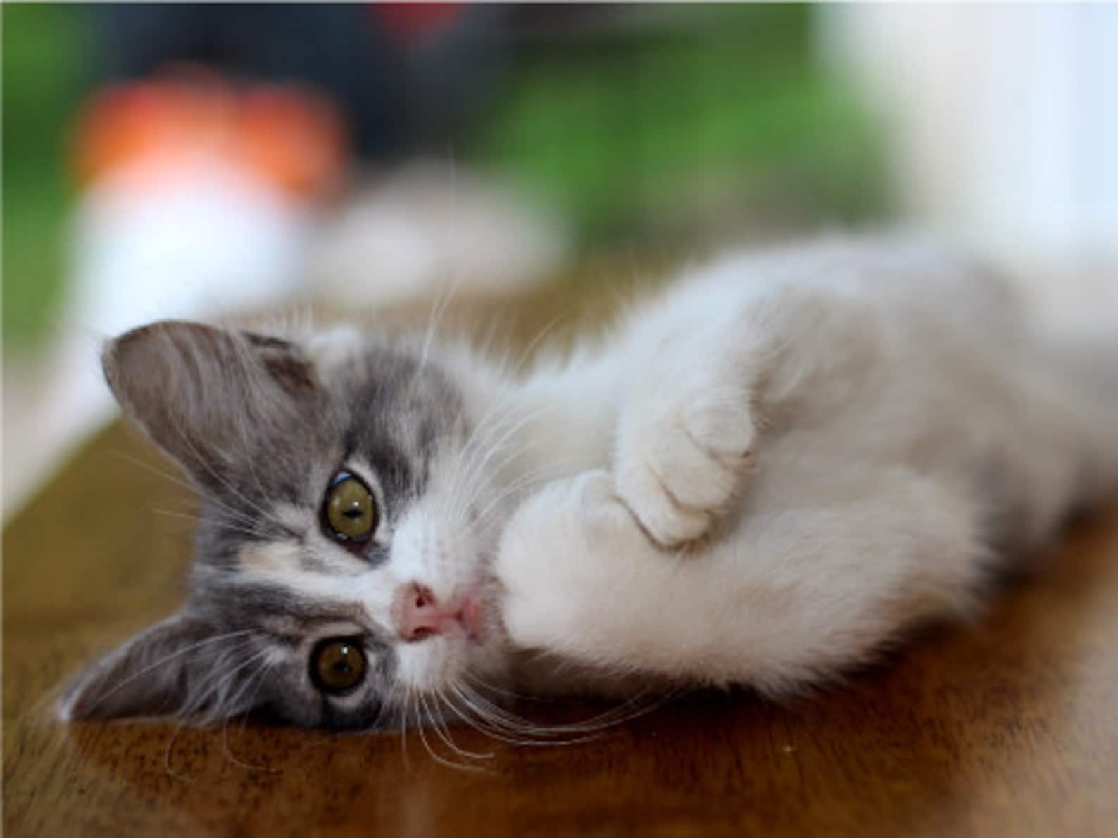 Kitten Lying Down Cute Pose Cat Poster Print Paper OR Wall - Etsy