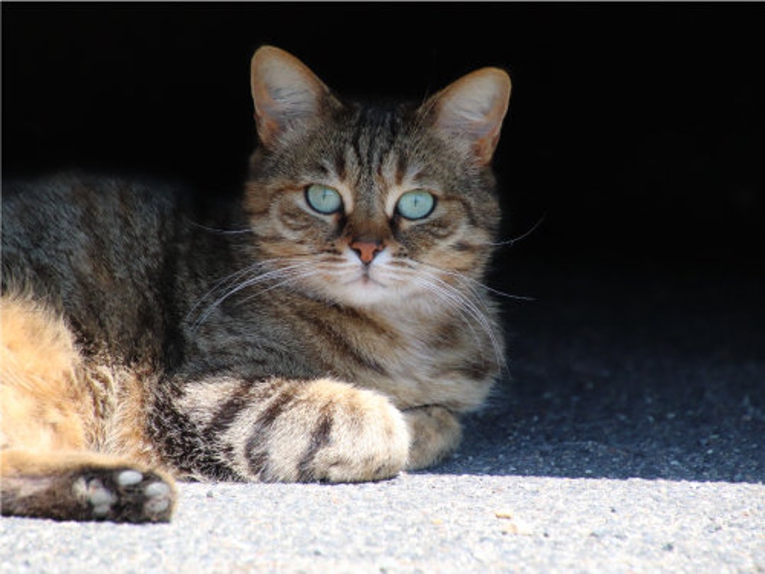 Cat Chilling in the Shade Cool Cat Poster Print Paper OR Wall - Etsy