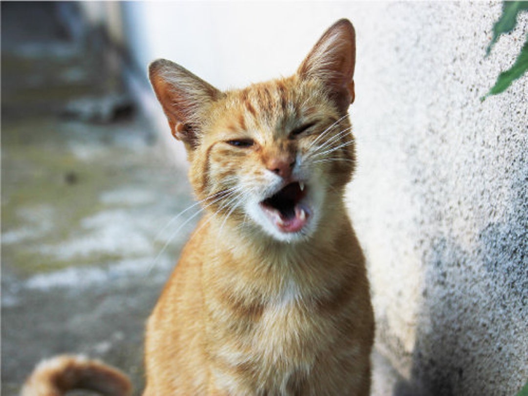 Funny Cat Mouth Open Silly Face Meow Cat Poster Print Paper OR Wall ...