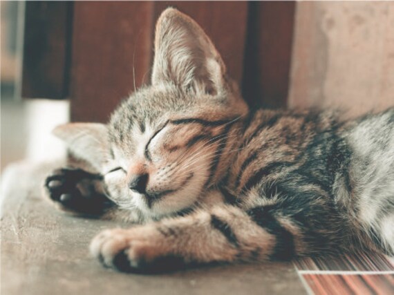 Gatito Cansado