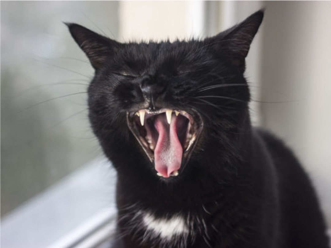 Black Cat White Patch on Chest Laughing or Coughing Cat Poster Print ...