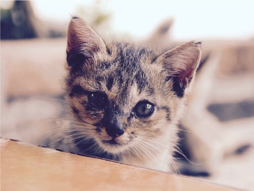 Cute Kitten Looking Innocent Cat Poster Print Paper OR Wall | Etsy