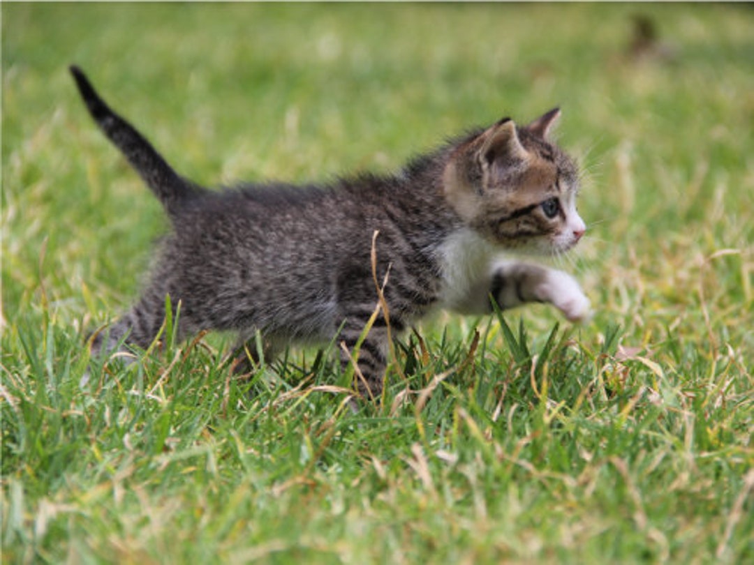 Kitten Outside in Grass Playtime Cute Cat Poster Print Paper OR Wall ...
