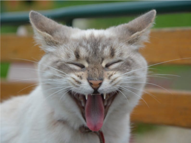 Cat of Many Faces Laughing Hysterically Singing Funny Cat Poster Print ...