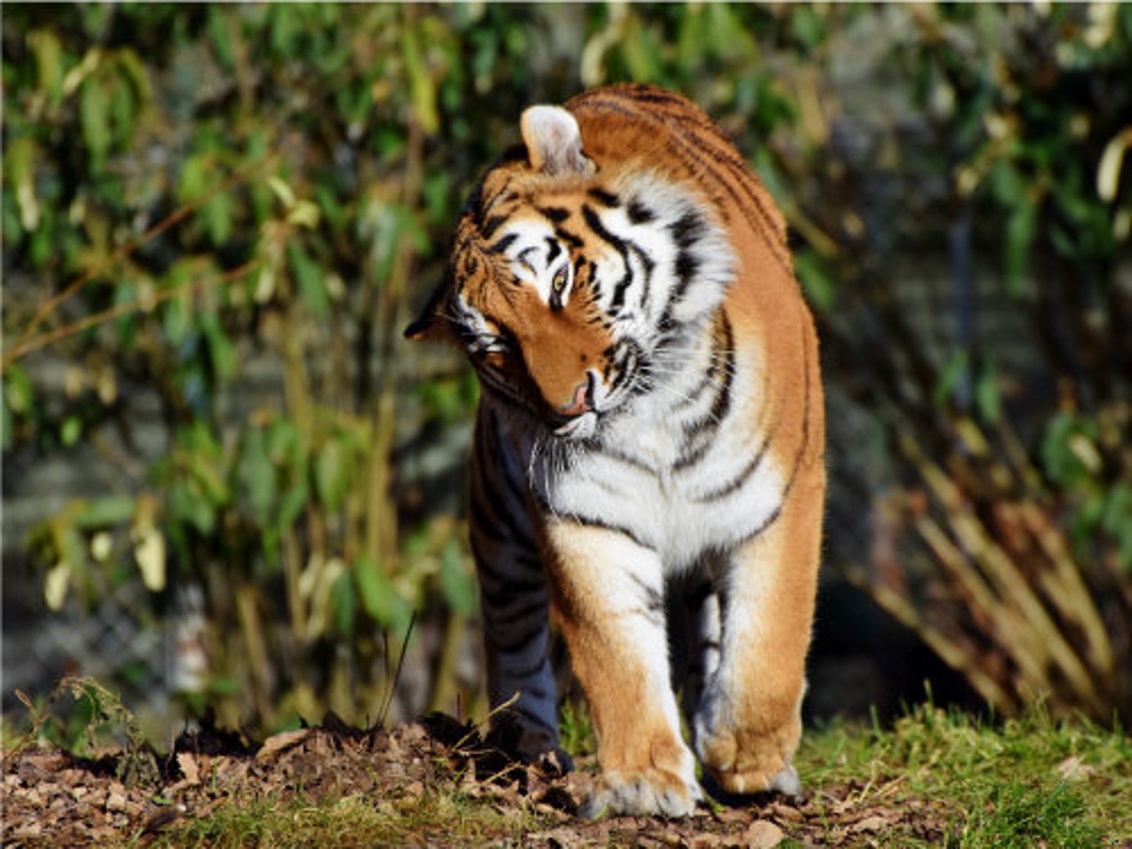 Big Cat Tiger Rubbing Head on Tree Cute Cat Poster Print Paper - Etsy