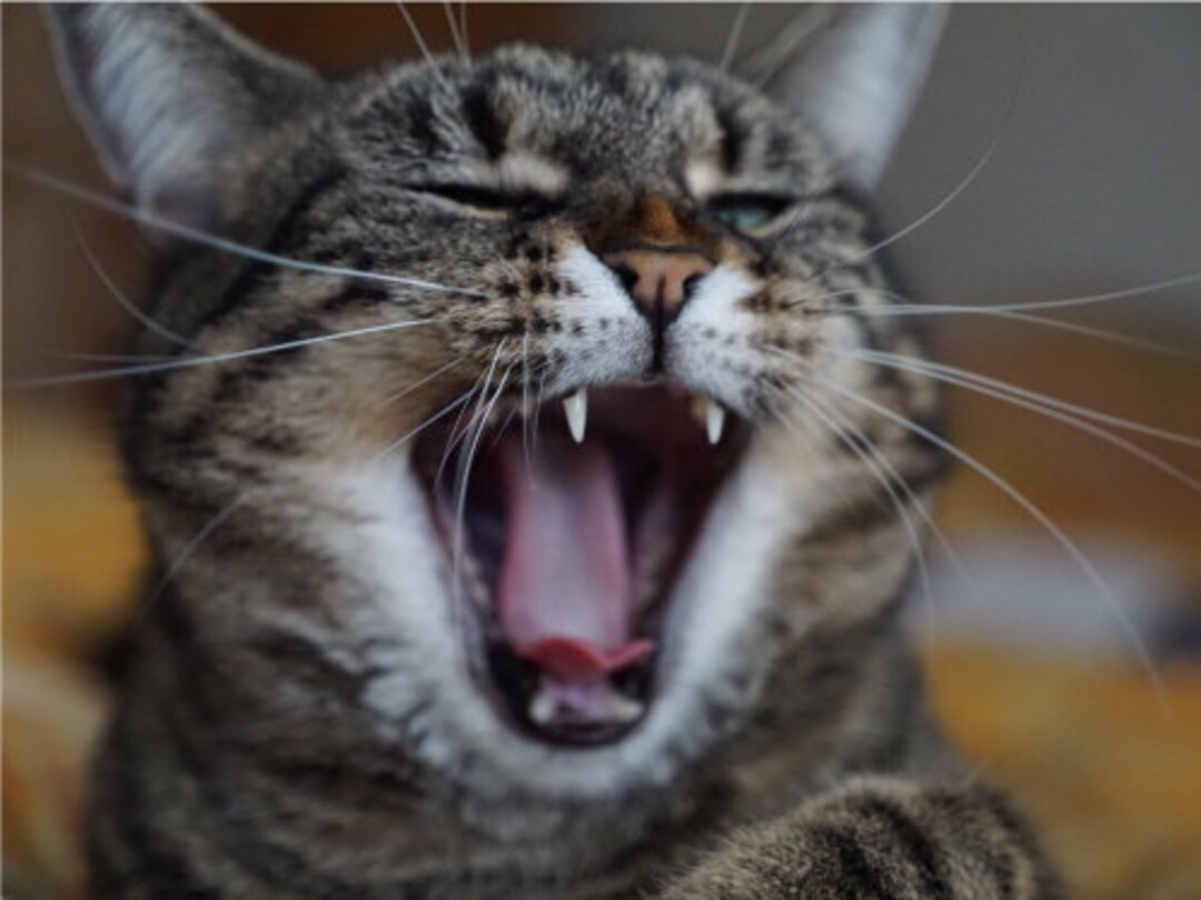 Cat Roaring Yelling Yawning Funny Cat Poster Print Paper OR - Etsy