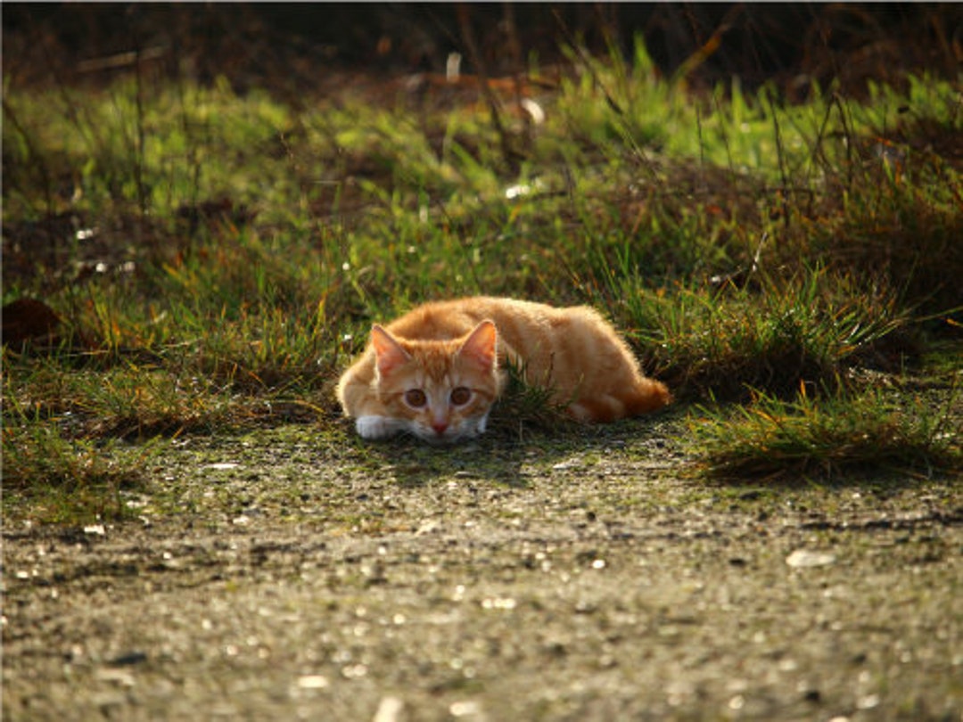 Orange Cat Outside Head Down Ready to Pounce Cat Poster Print - Etsy