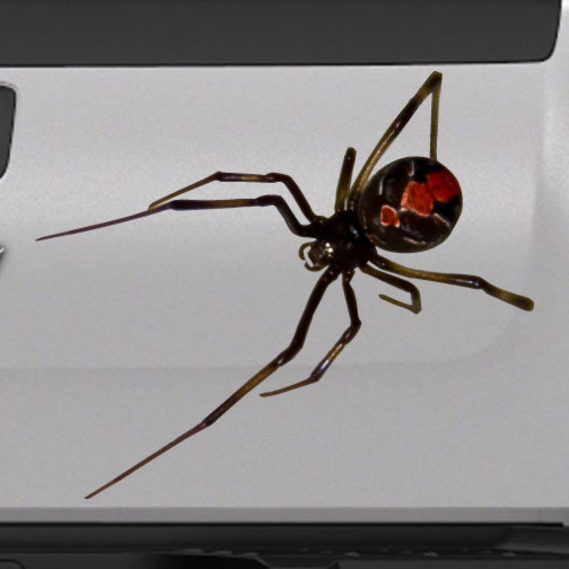 3D Spider Realistic Shadow Crawling Black Widow Creepy Large - Etsy