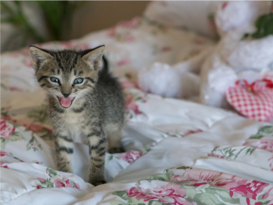 Kitten Meowing Yelling Mouth Open Cute Cat Poster Print Paper - Etsy