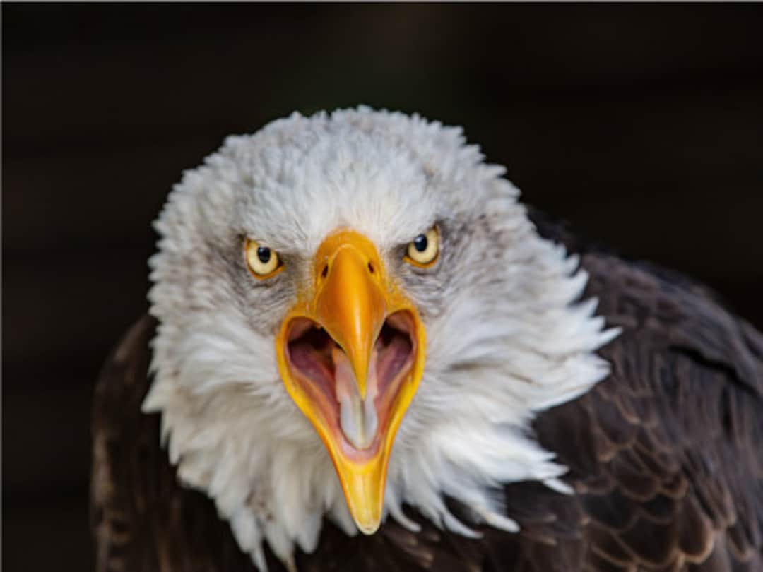 Eagle Beak Open