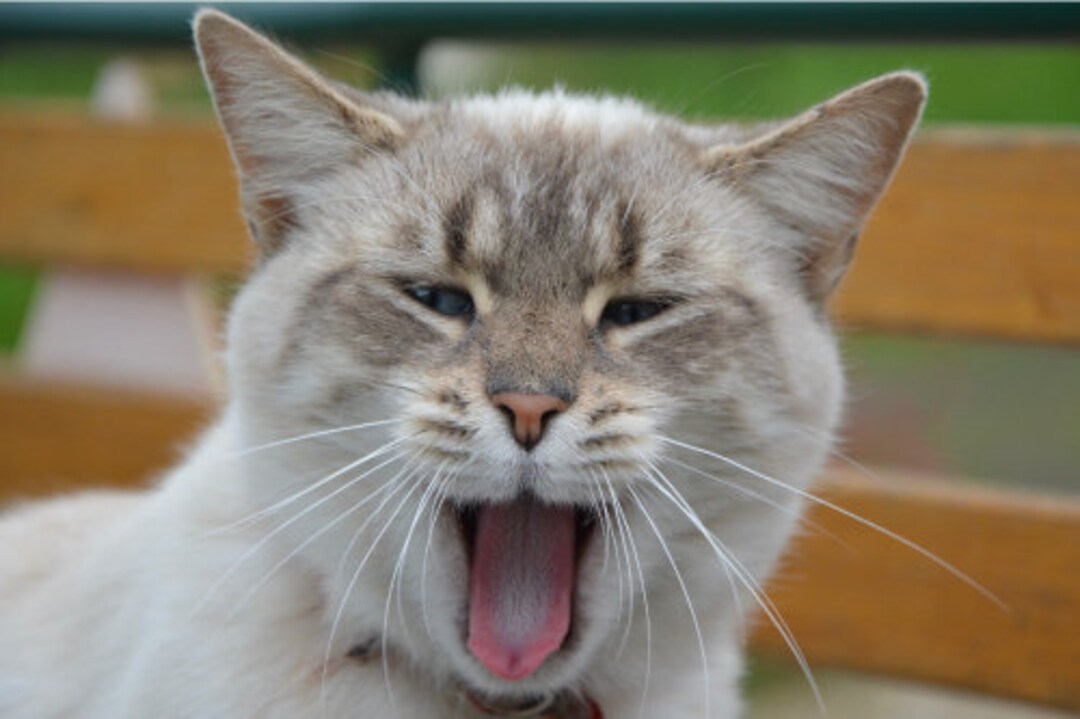 Cat of Many Faces Fake Yawning Singing Funny Cat Poster Print - Etsy
