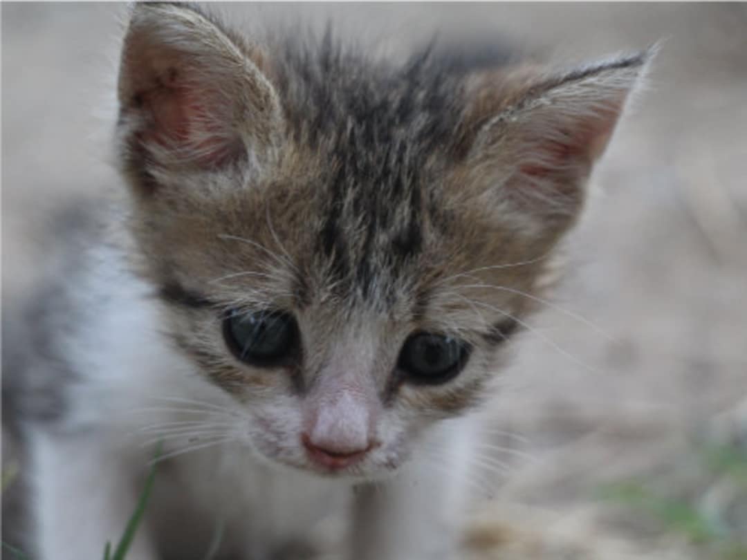 Kitten Curious Stare Cute Cat Poster Print Paper OR Wall Vinyl - Etsy