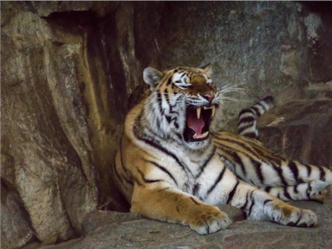 Big Cat Tiger Yawning Tired Mouth Open Teeth Showing Angry Hissing Cat ...