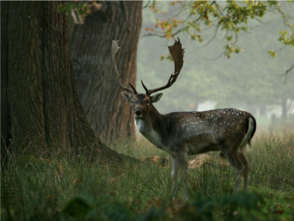 Elk Large Rack Stare Elk Poster Print Paper OR Wall Vinyl - Etsy