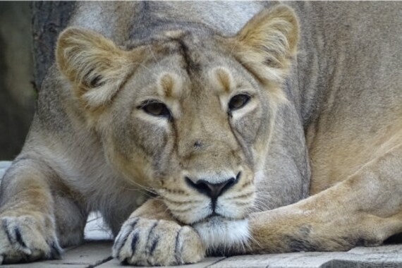 Lion Chin on Paw Lying Down Relaxing Cat Poster Print Paper OR | Etsy