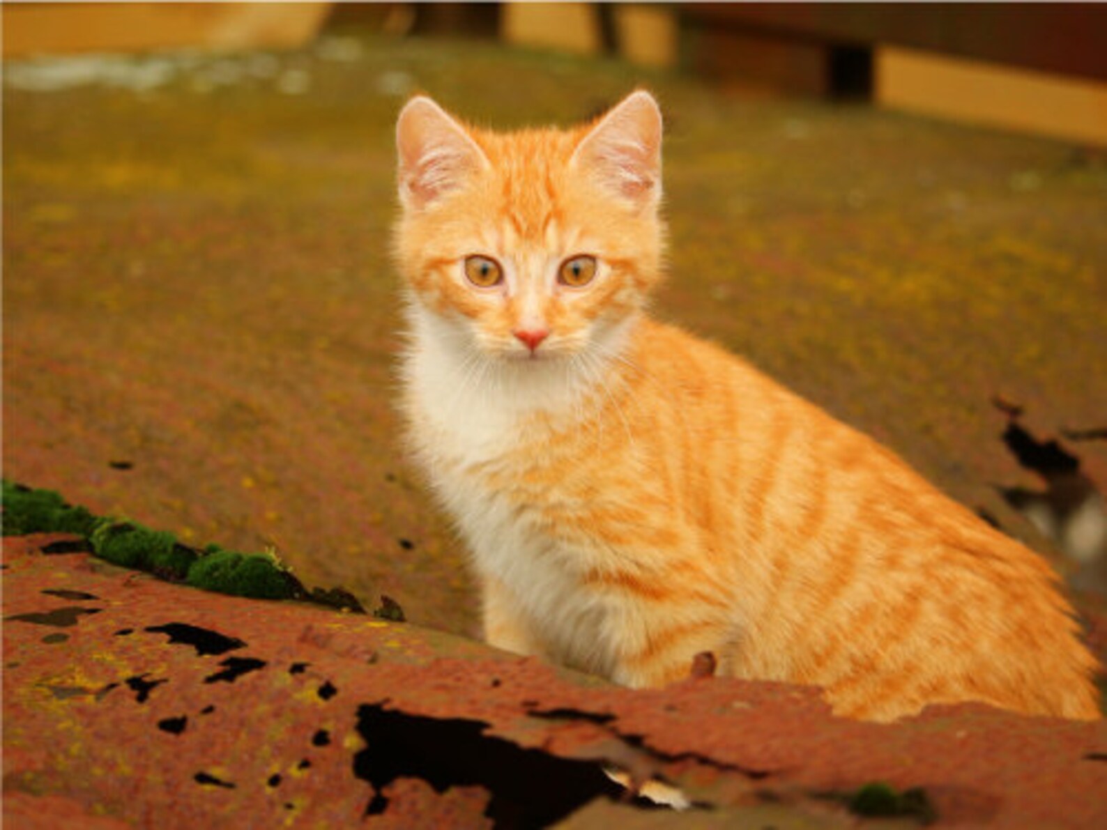 Orange Curious Cat Ready to Pounce Cat Poster Print Paper OR | Etsy