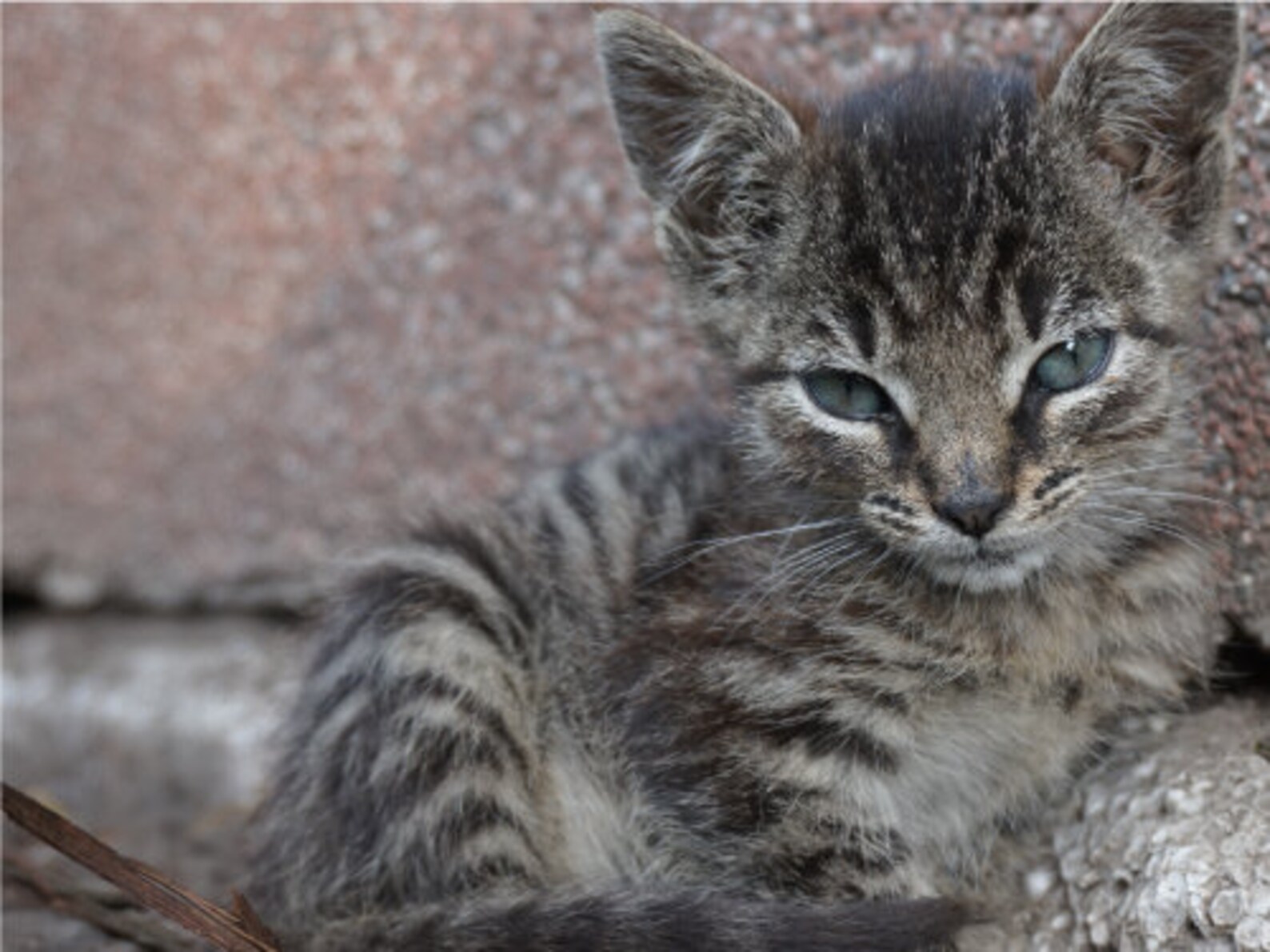 Kitten Sleepy or Angry at Photographer Cute Cat Poster Print - Etsy