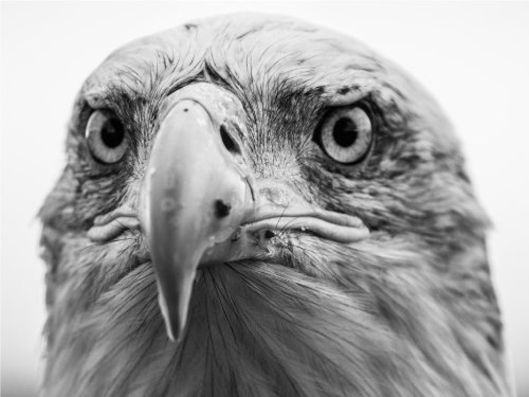 Close up Bald Eagle Serious Look Bald Eagle Poster Print Paper OR Wall ...