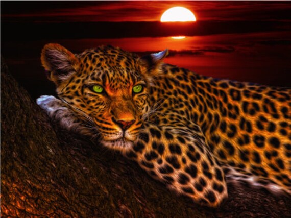 Cool Pictures Of Cheetahs