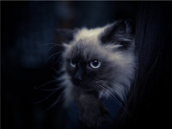 Siamese Long Hair Cat Fuzzy Fluffy Cool Stare Cat Poster Print | Etsy