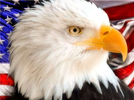Bald Eagle in front of American Flag Eagle Poster Print Paper | Etsy