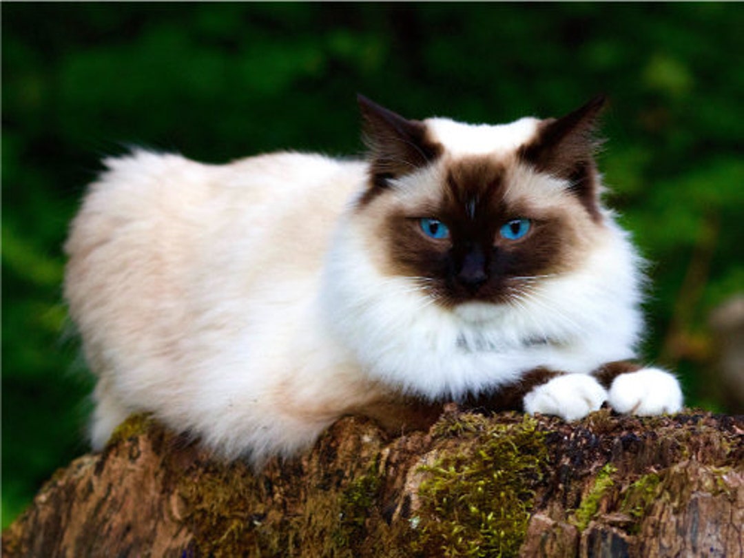Big Siamese Fluffy Blue Eyes Chilling Outside Cat Poster Print Paper OR ...