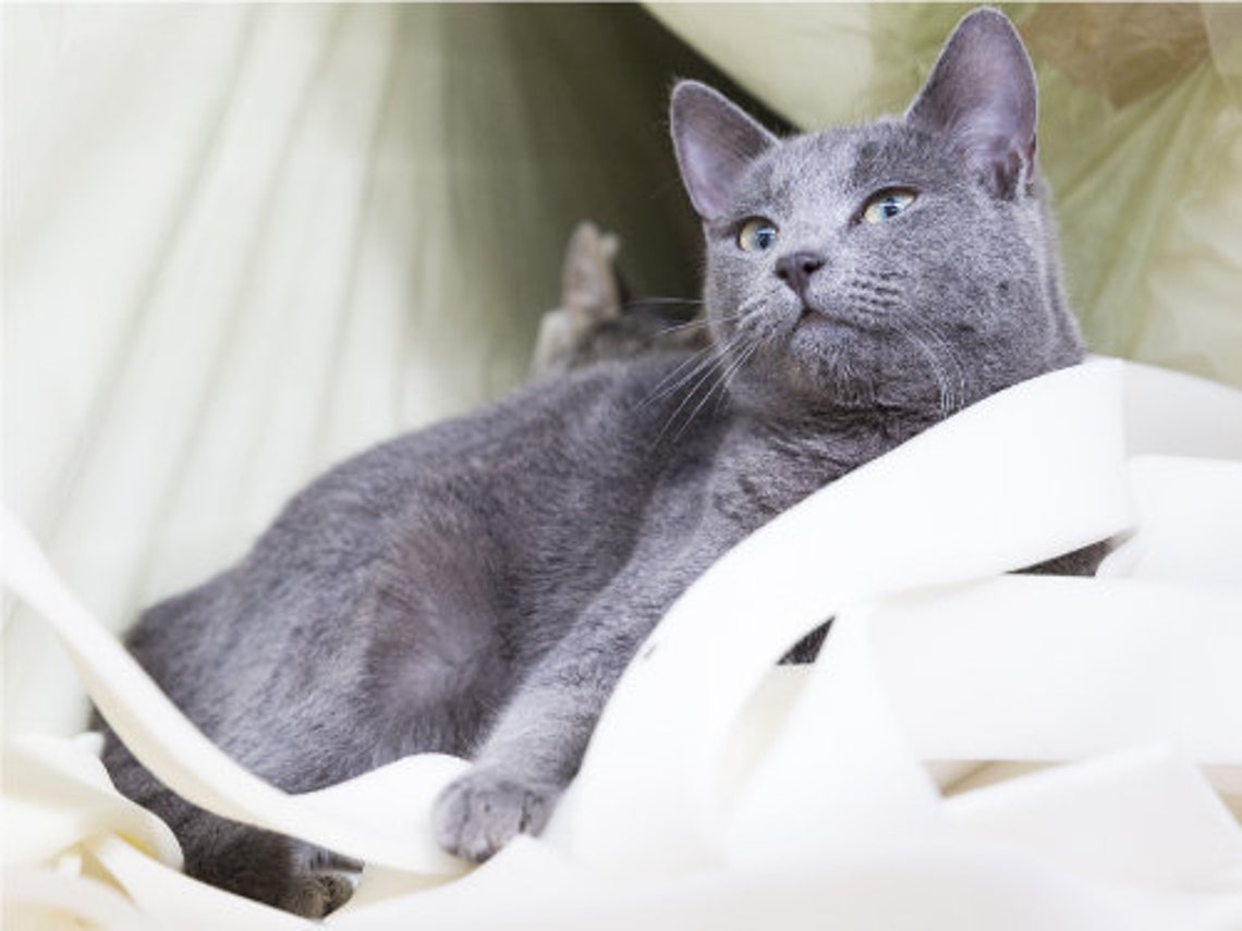 Soft Grey Cat Beautiful Pose Cat Poster Print Paper OR Wall - Etsy