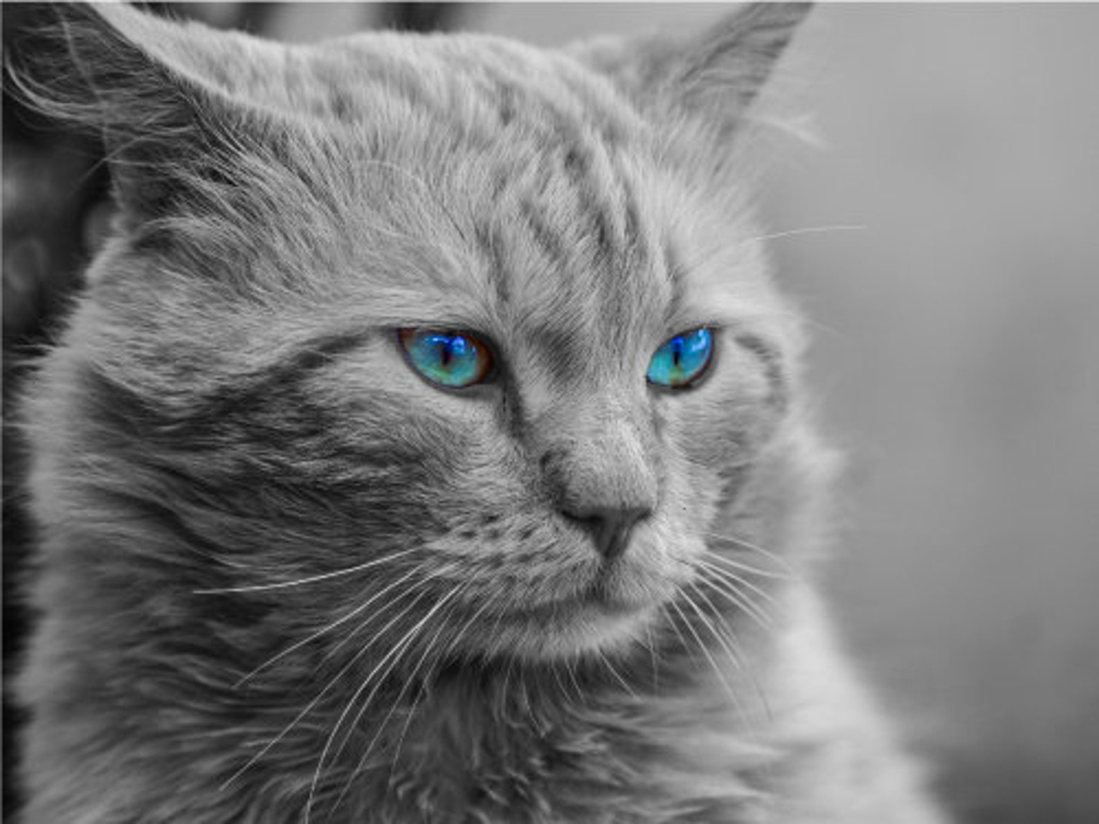 Fluffy Grey Cat Blue Eyes Soft Fuzzy Cat Poster Print Paper OR | Etsy