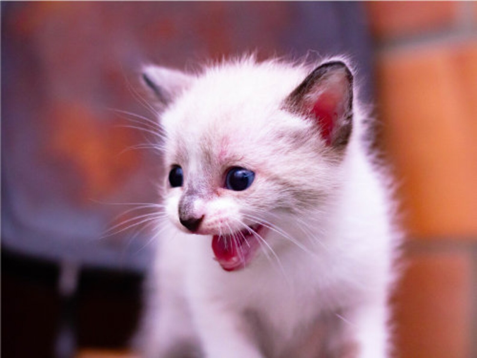 Fuzzy Kitten Cute Mouth Open Talking Cat Poster Print Paper OR | Etsy