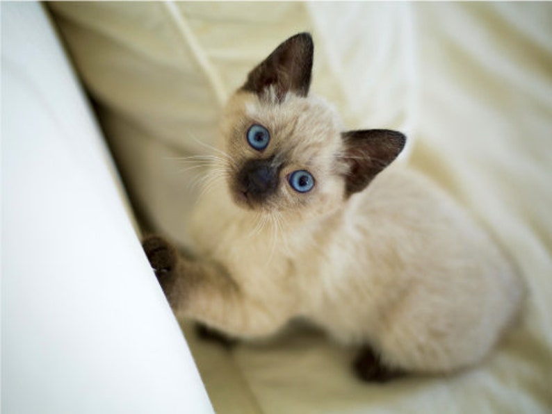 Siamese Kitten Blue Eyes Fuzzy Soft Cute Cat Poster Print - Etsy