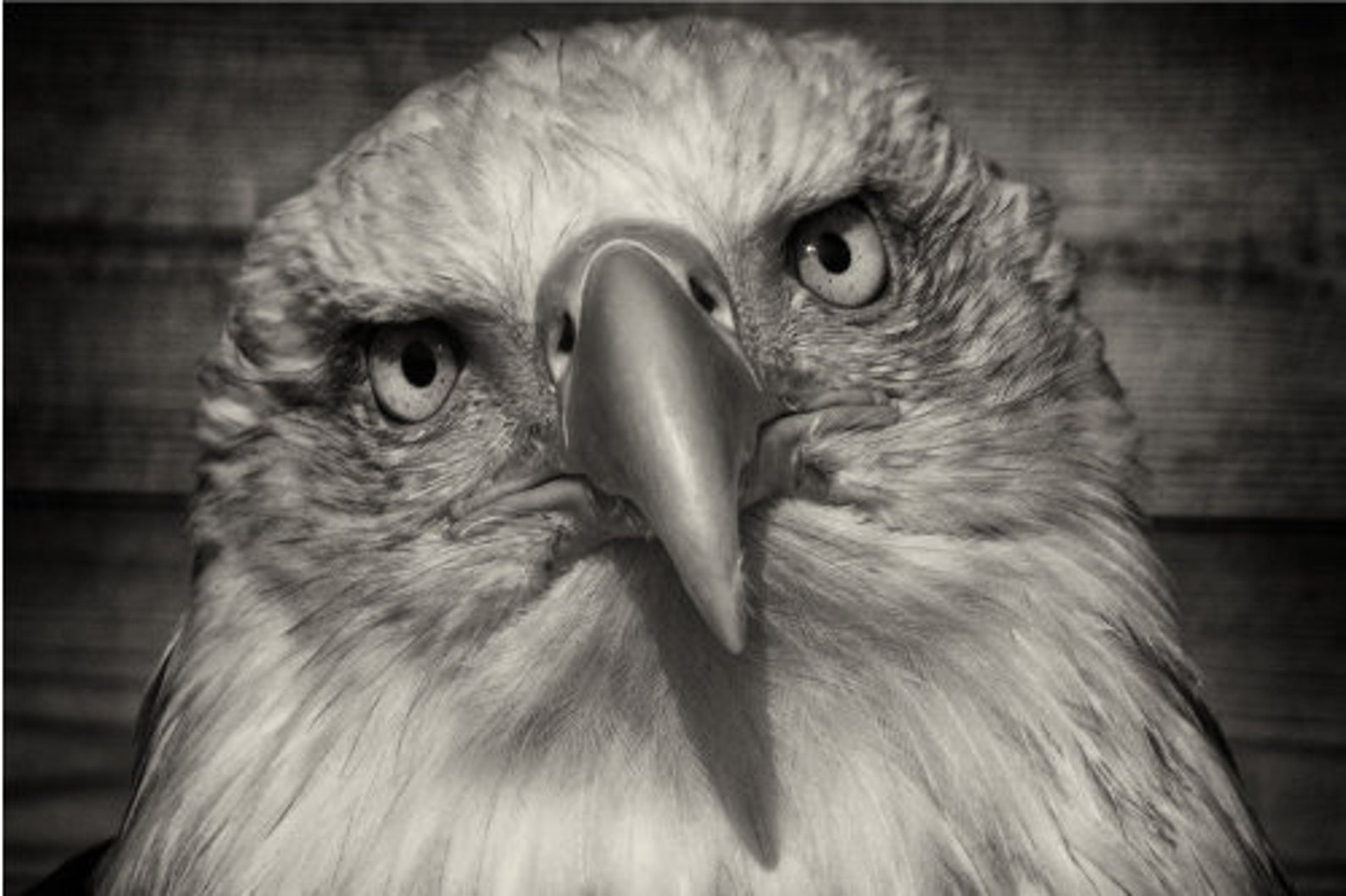 Grayscale Bald Eagle Close up Head Tilted Bald Eagle Poster | Etsy