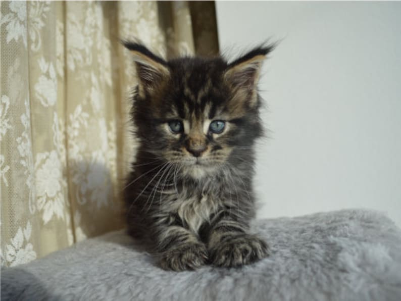 Kitten Fuzzy Fluffy Soft Cute Ears Cat Poster Print Paper OR - Etsy