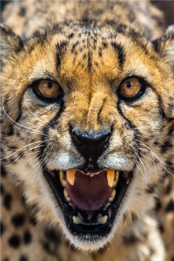 Cheetah Face Close Up