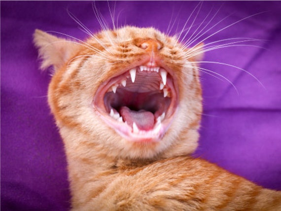 Cat Laughing Hysterically