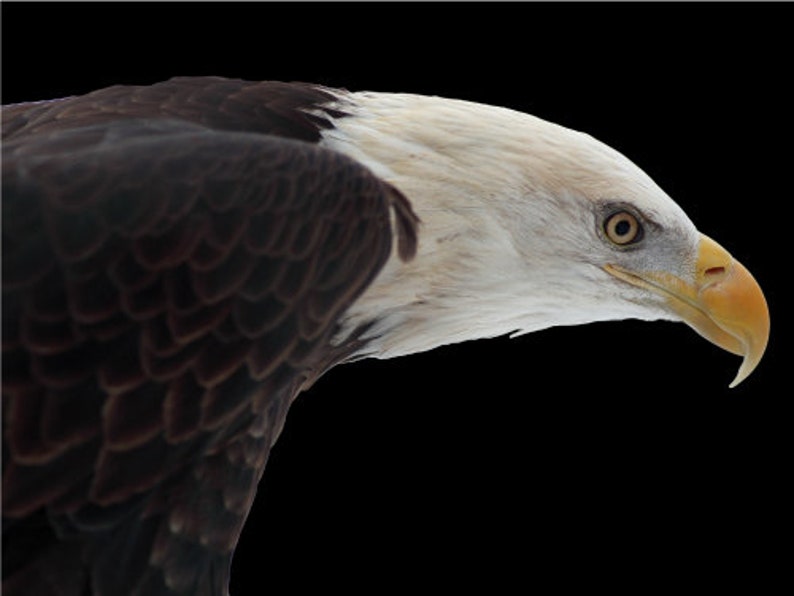 Bald Eagle Wise Side Shot Streamlined Bald Eagle Poster Print - Etsy