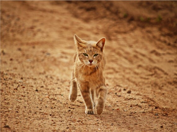 Cat Strutting
