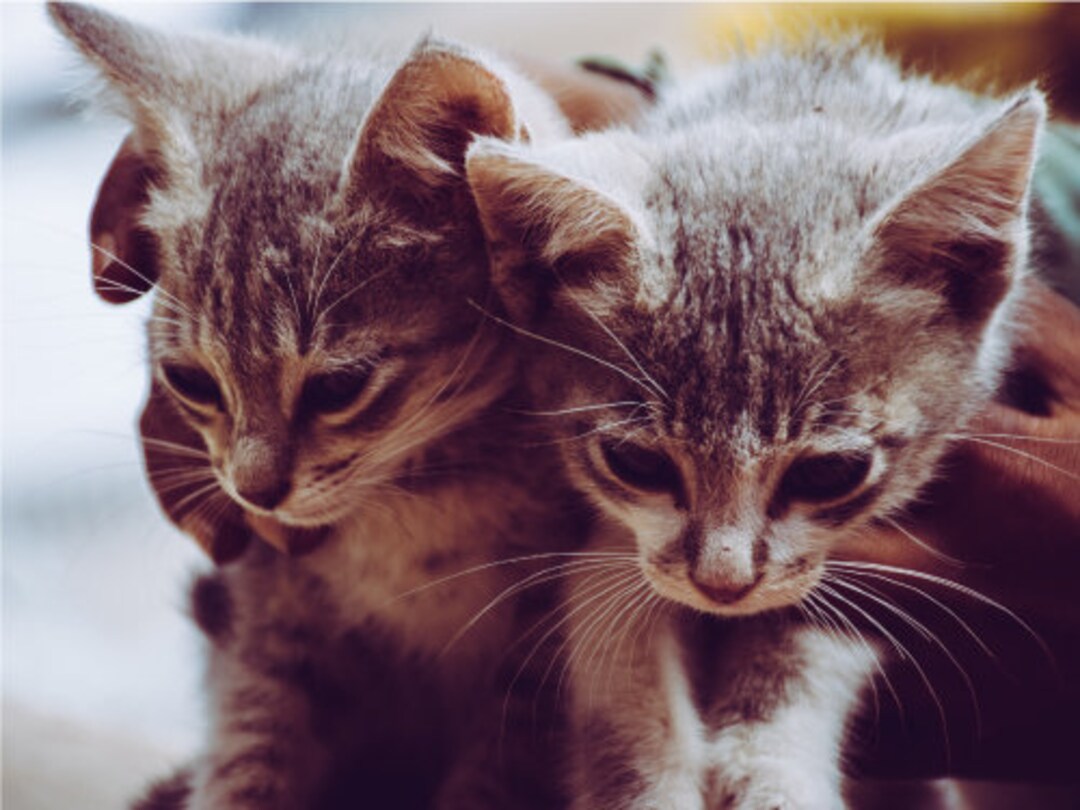 Kittens X2 Chilling Just Looking Cute as Ever Cat Poster Print Paper OR ...