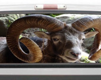 Eye Rear Window Decal Graphic Truck Perf Vinyl Perforated | Etsy