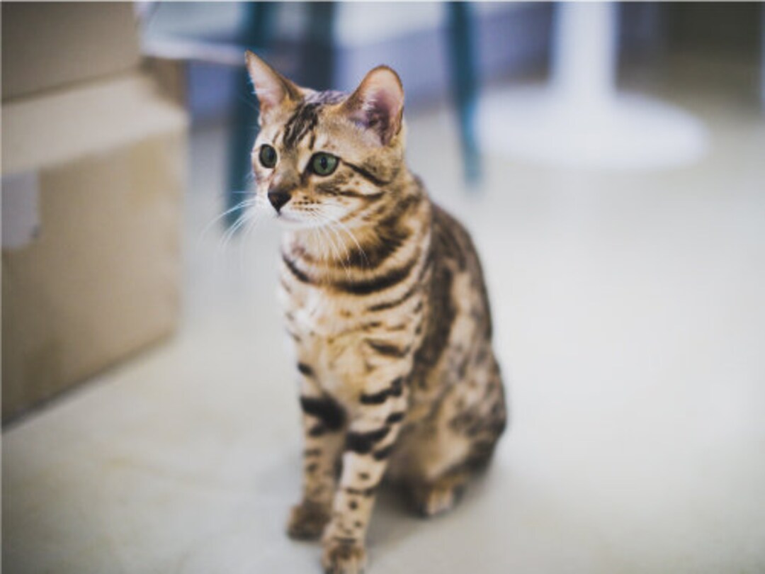 Cat Pose Striped Staring Cat Poster Print Paper OR Wall Vinyl - Etsy