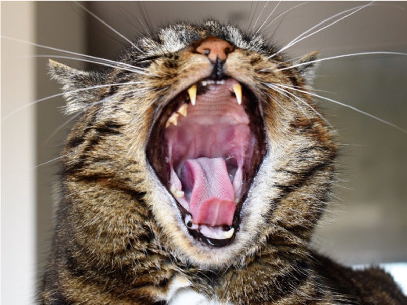 Vibrant Funny Yawning Kitten Laughing Cat Cute Poster Print - Etsy