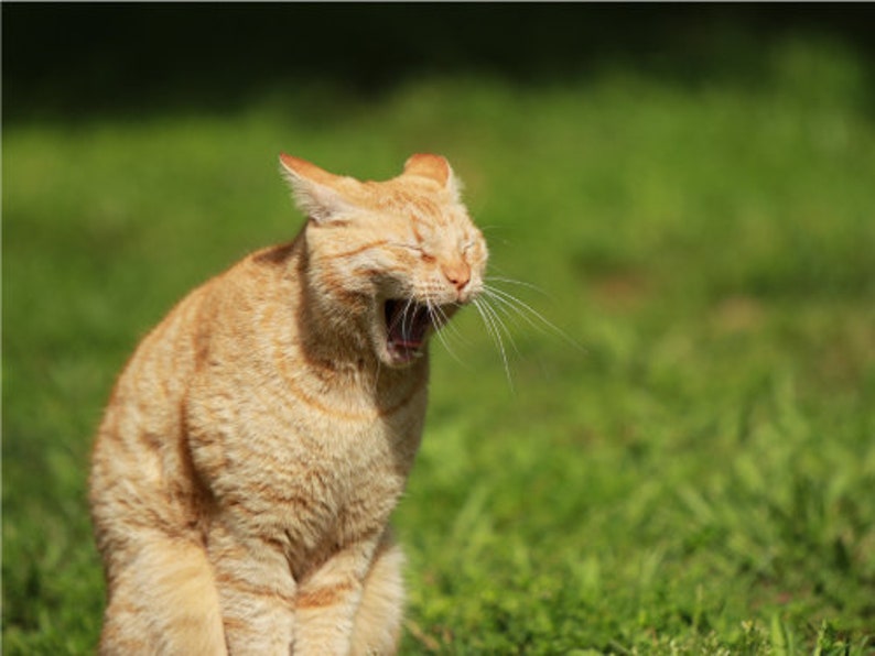 Cat Laughing Hysterically at Something Funny or Coughing up - Etsy