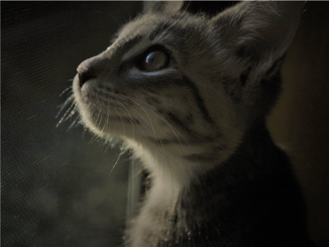 Cat Close up Great Pose Cat Poster Print Paper OR Wall Vinyl - Etsy