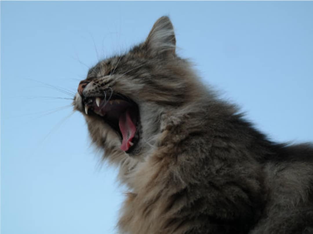 Fluffy Cat Yelling or Screaming Funny Cat Poster Print Paper OR Wall ...