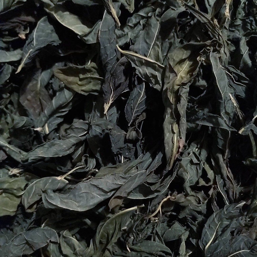 Japanese Indigo Leaves Persicaria Tinctoria Vegetable Dye Blue Leaf ...