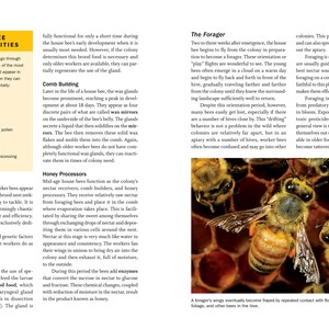 Storey's Guide to Keeping Honey Bees, 2nd Edition Honey Production ...