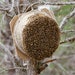 Swarm Trap for Honey Bees, Cone Trap, Swarm Lure, Lemongrass Essential ...