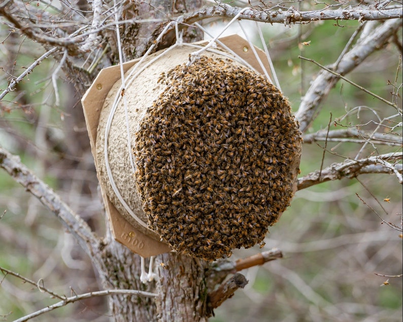 Swarm Trap for Honey Bees, Cone Trap, Swarm Lure, Lemongrass Essential ...