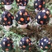 Miniature Fairy Garden Mushrooms. Black and Orange. Fairy - Etsy