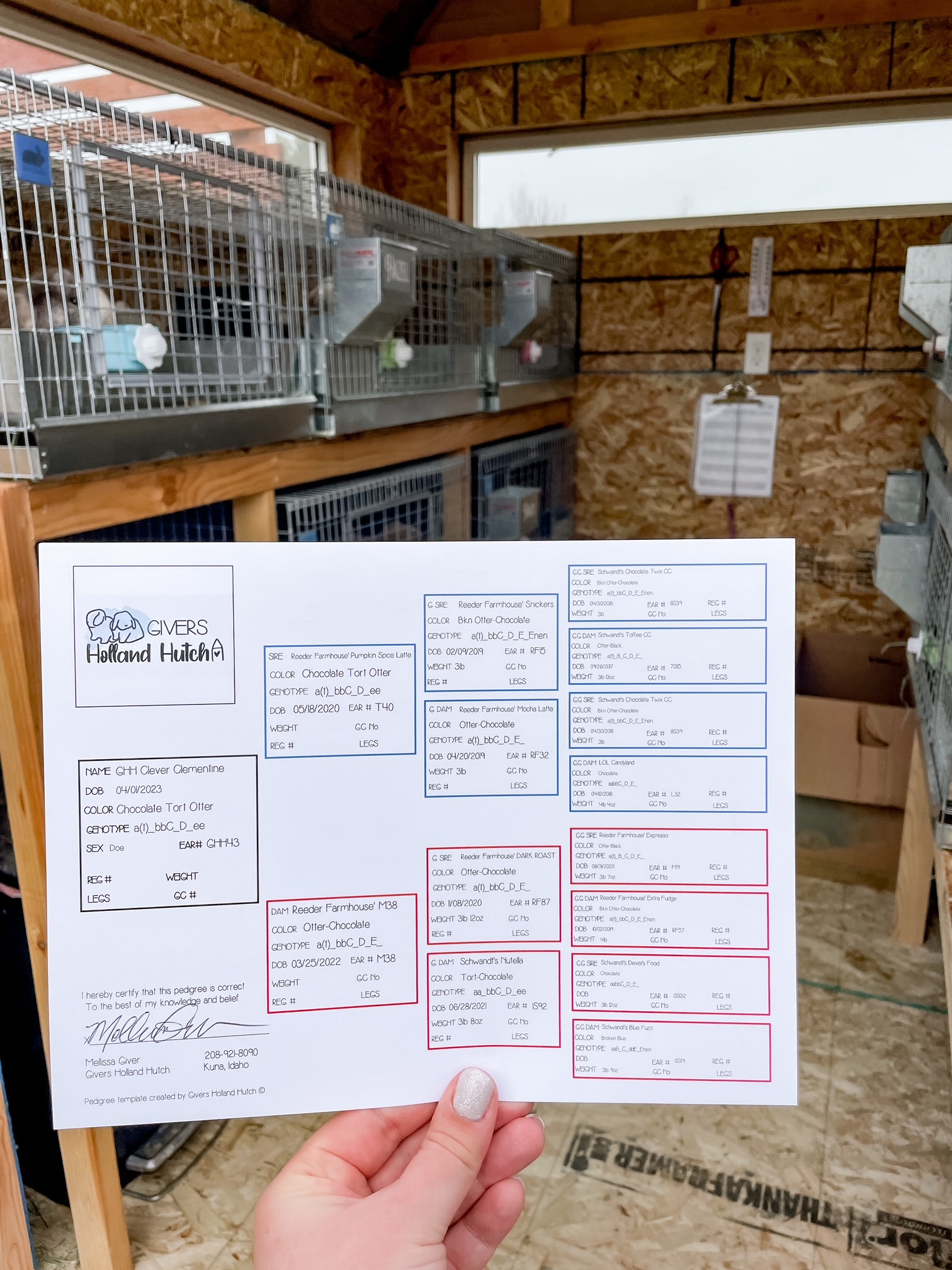 Personalized Custom Rabbit Pedigree PDF Template *UPDATED VERSION!* - Etsy